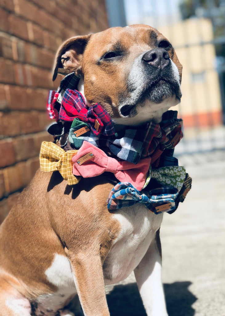 FOUND AND HOUND – FOUND & HOUND