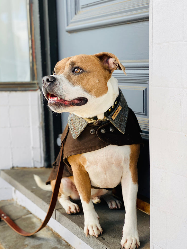 FOUND AND HOUND – FOUND & HOUND